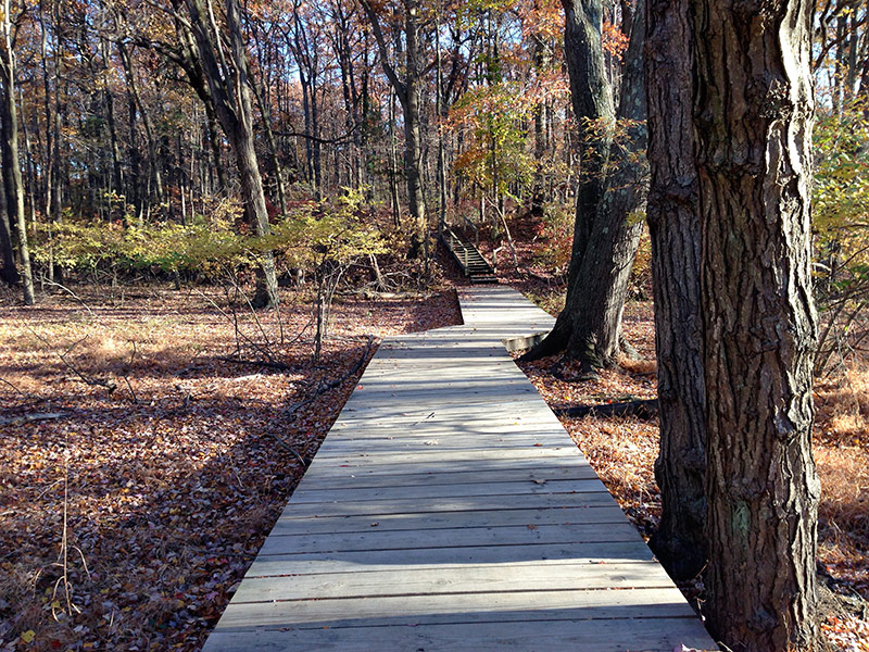 Cheesequake State Park - Green Trail | njHiking.com