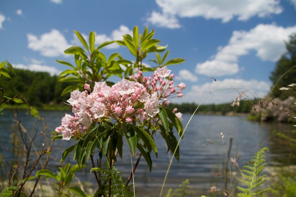 Mountain Laurel vs Rhododendron | njHiking.com