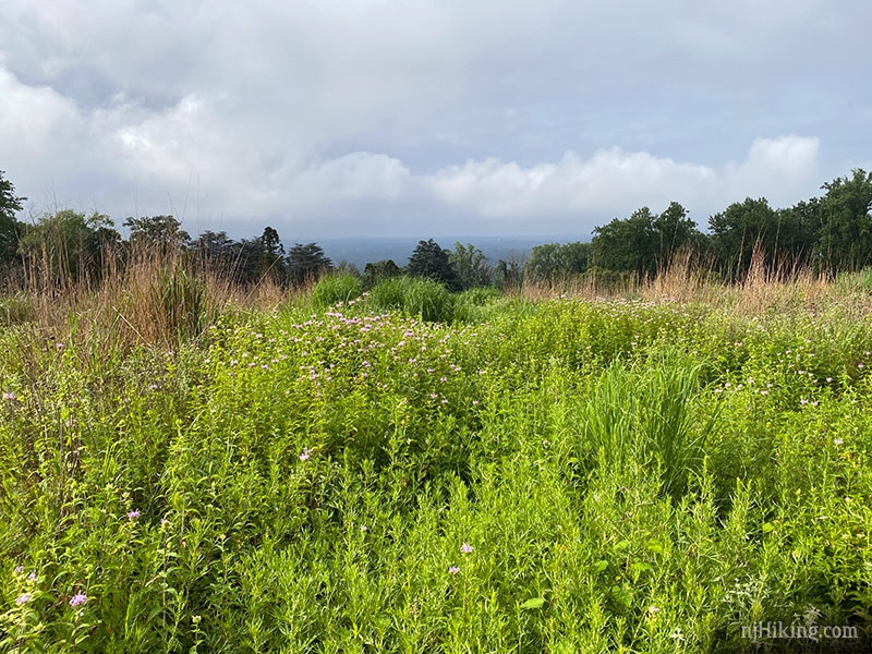 Baldpate Mountain – Ted Stiles Preserve | njHiking.com