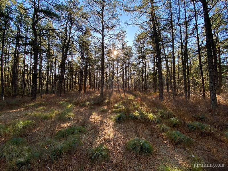 Black Run Preserve | njHiking.com