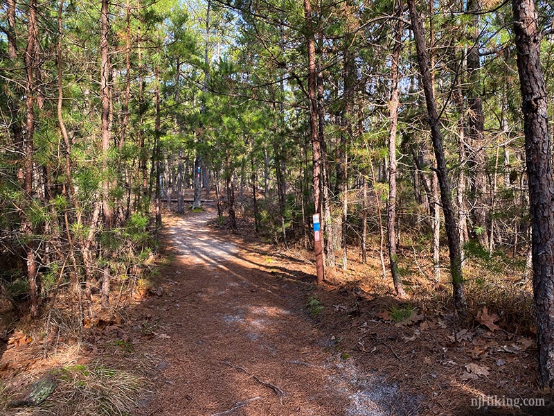 Batsto Lake Trail – Wharton State Forest | njHiking.com