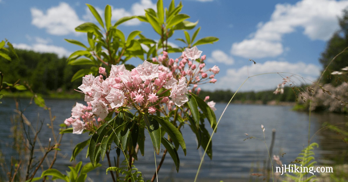 Mountain Laurel vs Rhododendron | njHiking.com