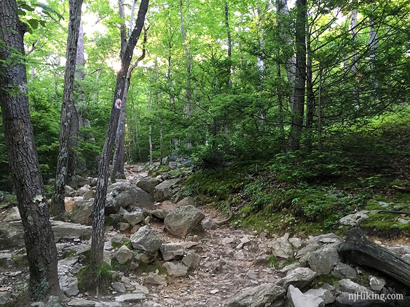 Mt. Tammany - Delaware Water Gap | njHiking.com