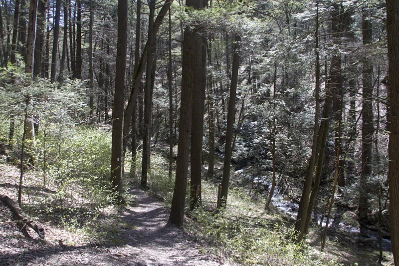 Tillman Ravine and Walpack Cemetery in May | njHiking.com