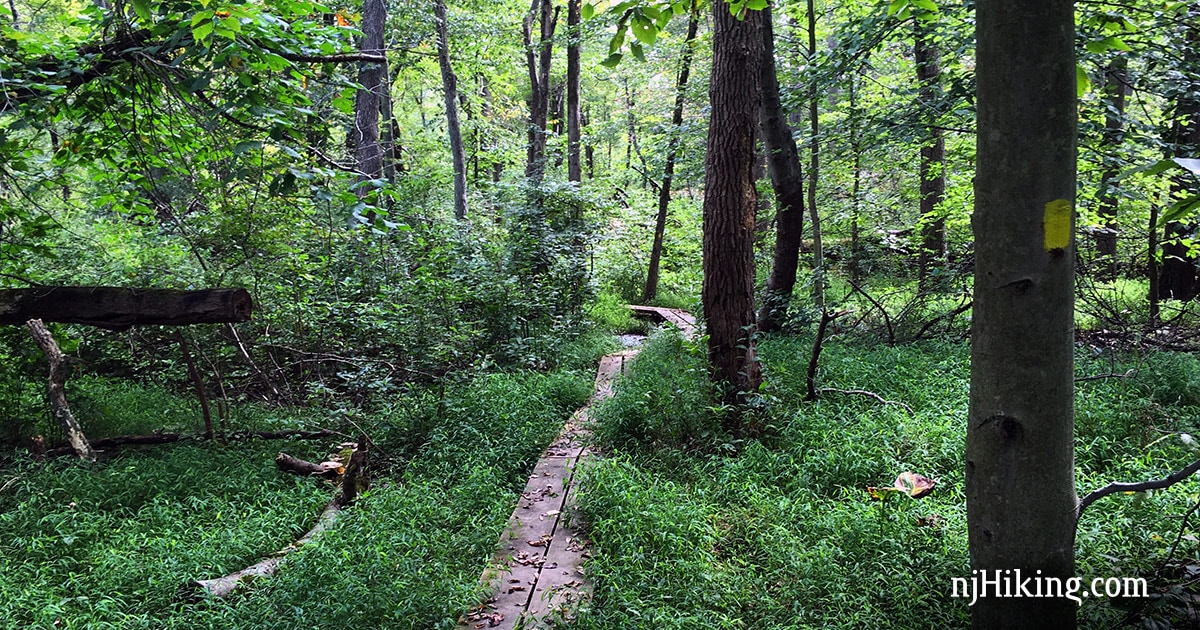 Ireland Brook and Pseudacris | njHiking.com