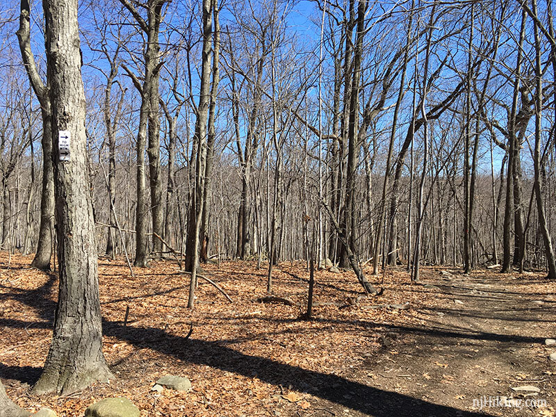 High Mountain | njHiking.com