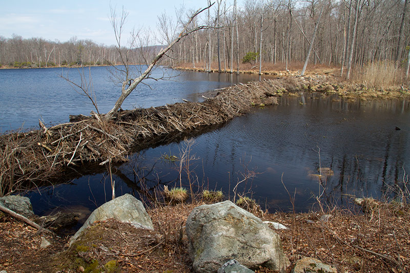 Beaver Brook Trail to Lost Lake | njHiking.com
