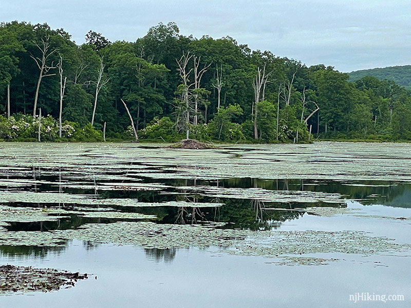 Beaver Brook Trail to Lost Lake | njHiking.com