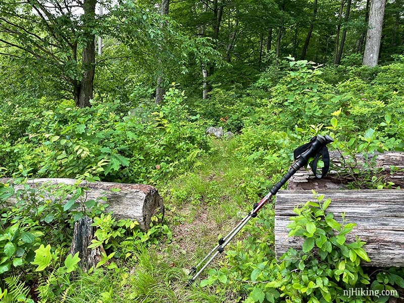 Beaver Brook Trail to Lost Lake | njHiking.com