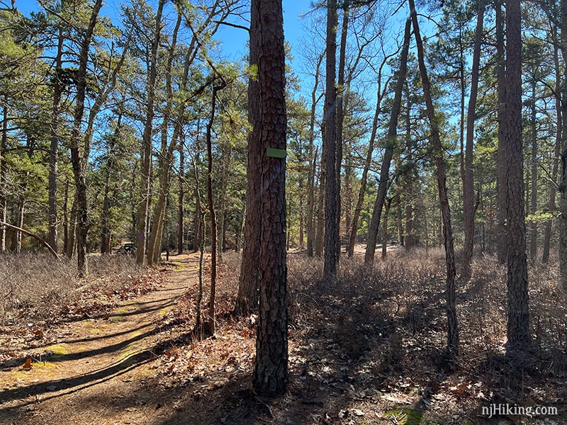 Atsion to Quaker Bridge Loop – Wharton State Forest | njHiking.com