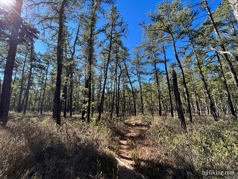 Atsion to Quaker Bridge Loop – Wharton State Forest | njHiking.com