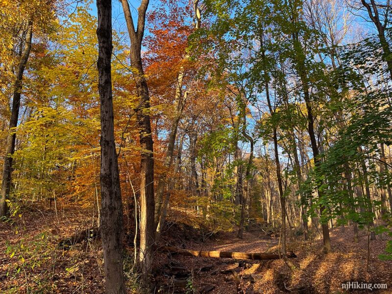 New Jersey Fall Foliage | njHiking.com