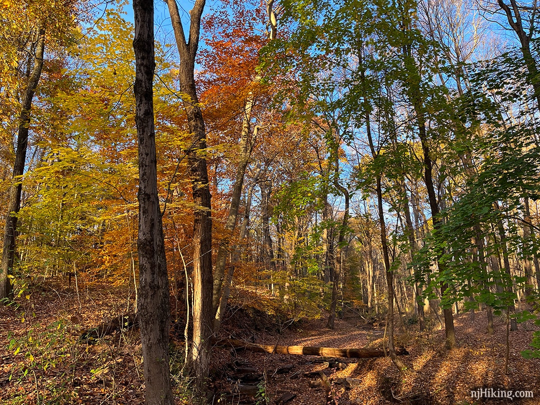New Jersey Fall Foliage | njHiking.com