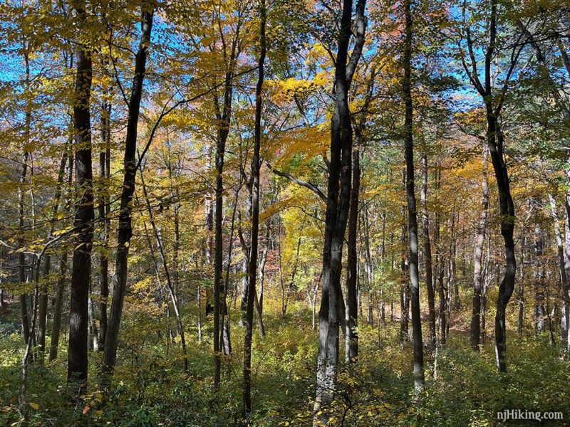 New Jersey Fall Foliage | njHiking.com